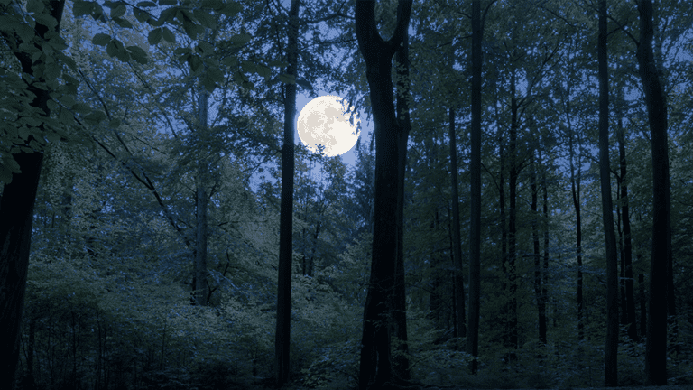 Moonlight Through the Pines - Moonshot Design Lab